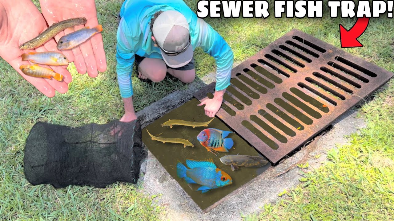 Sewer FISH TRAP Catches EXOTIC FISH For My AQUARIUM! - YouTube
