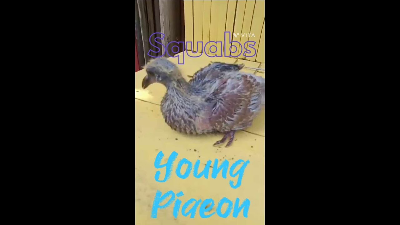 SQUABS - YOUNG PIGEONs - YouTube