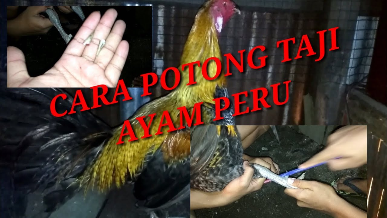 CARA POTONG TAJI AYAM PERU - YouTube