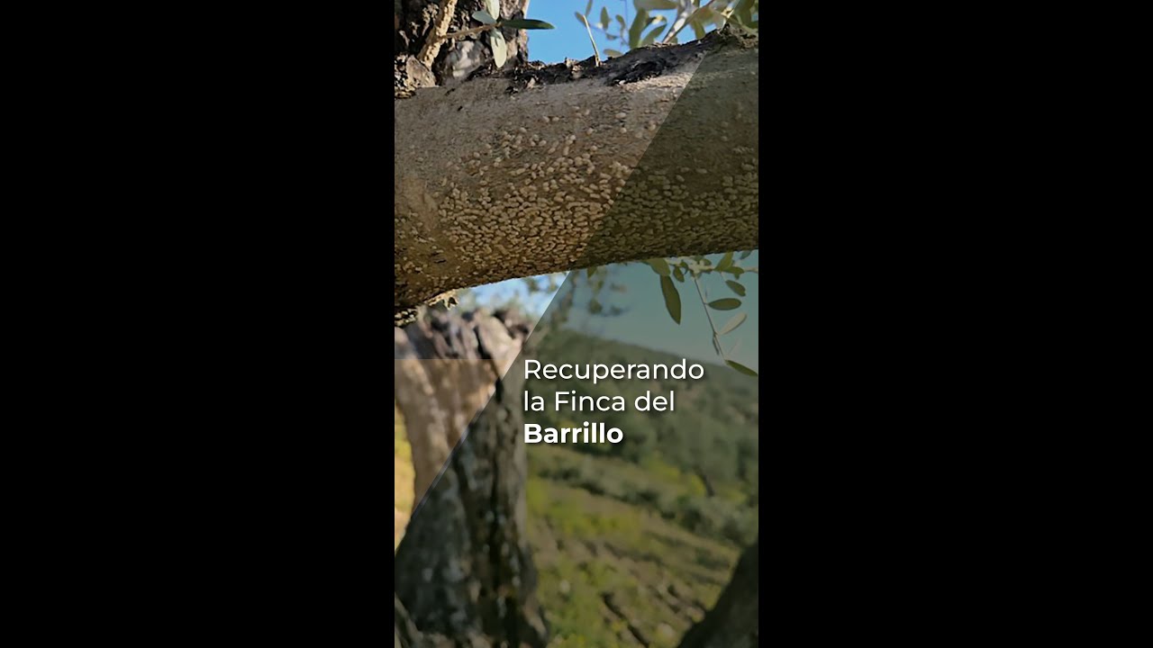 RECUPERANDO LA FINCA DEL BARRILLO - YouTube