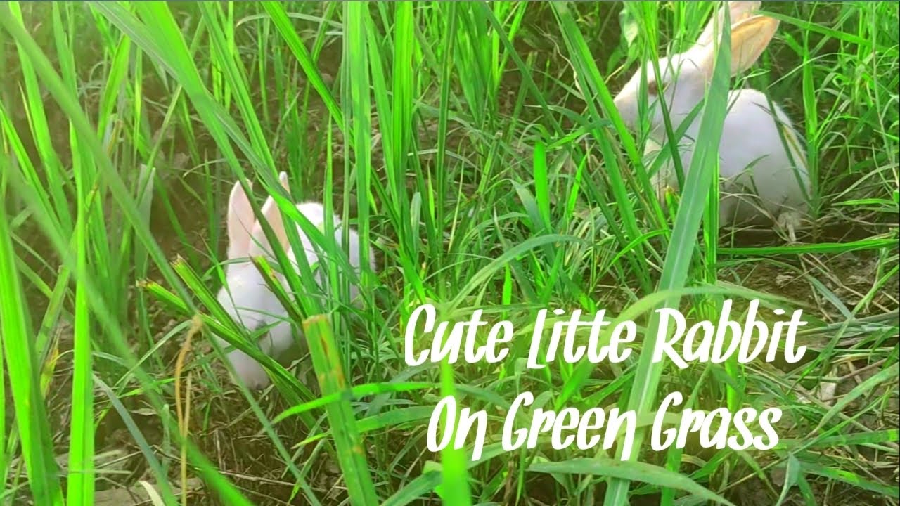 Cute Litte Rabbit On Green Grass | Natural Animal🐰#bunny - YouTube