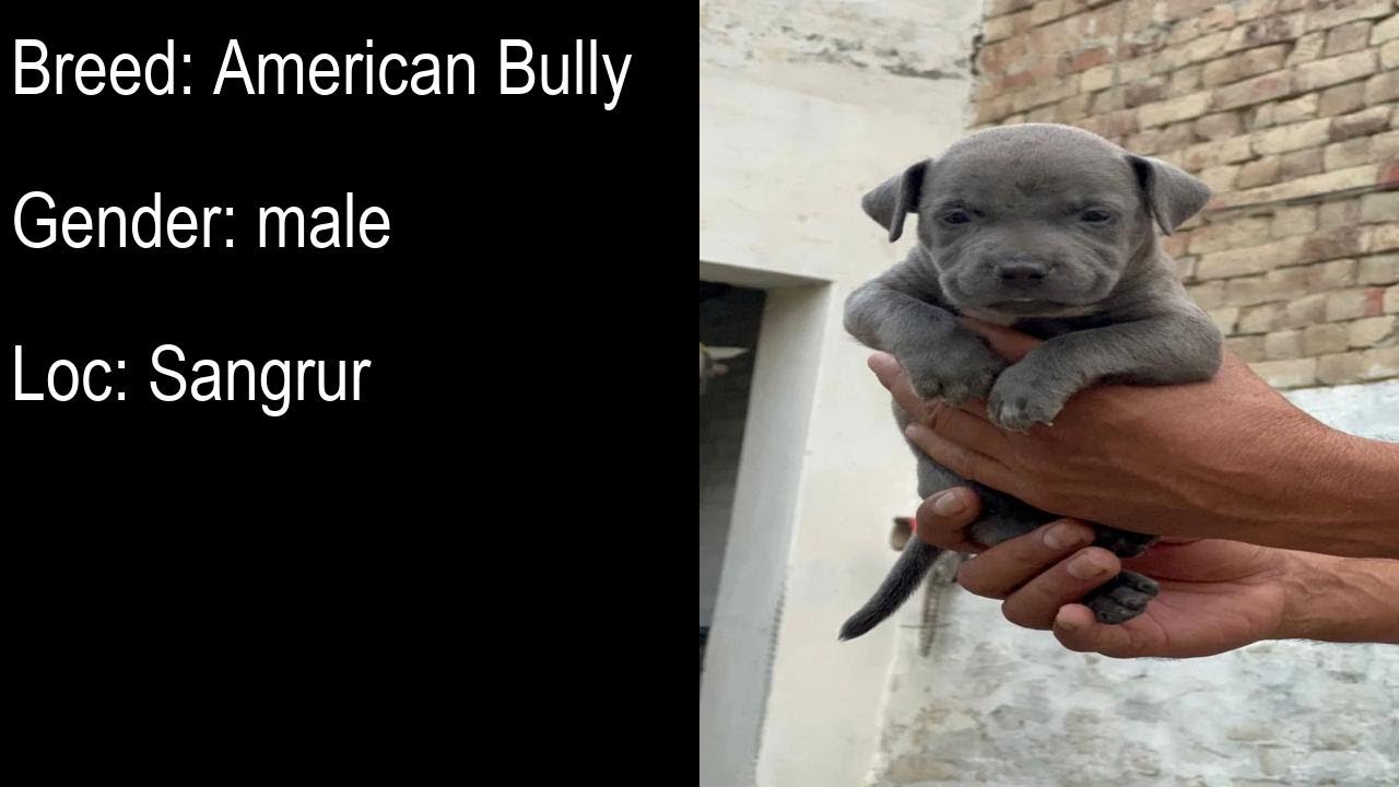 Blue eyes Am bully pocket size - YouTube