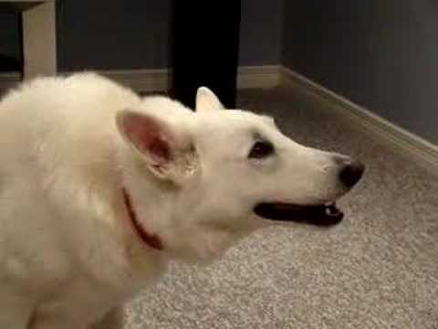talking white german shepherd dog - YouTube