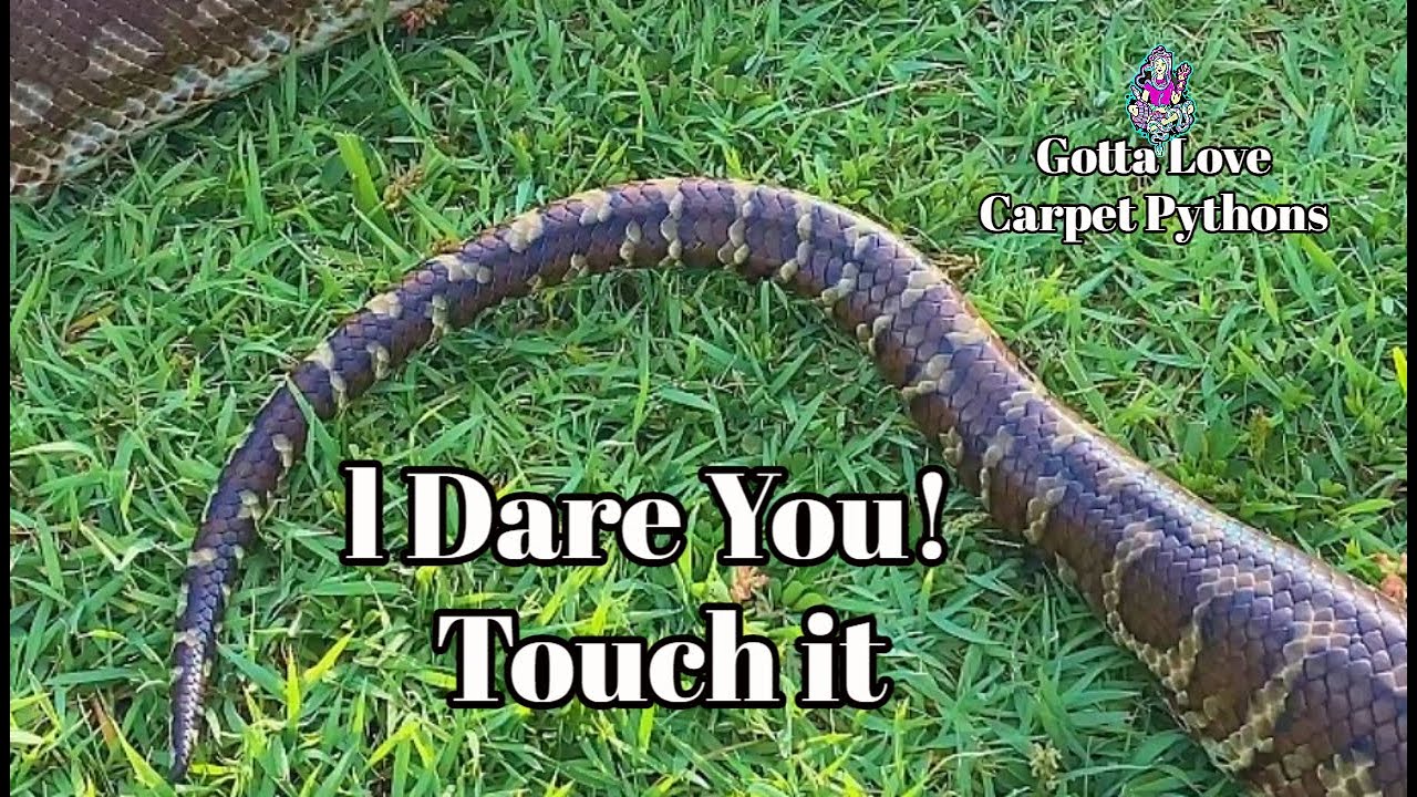 Dont Touch A Snakes Tail - YouTube
