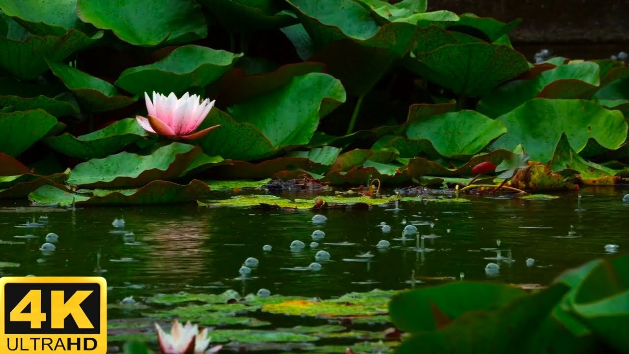 Heavy Rain for Sleep | Dark Screen Rain ☔@Satisfying Raining - YouTube