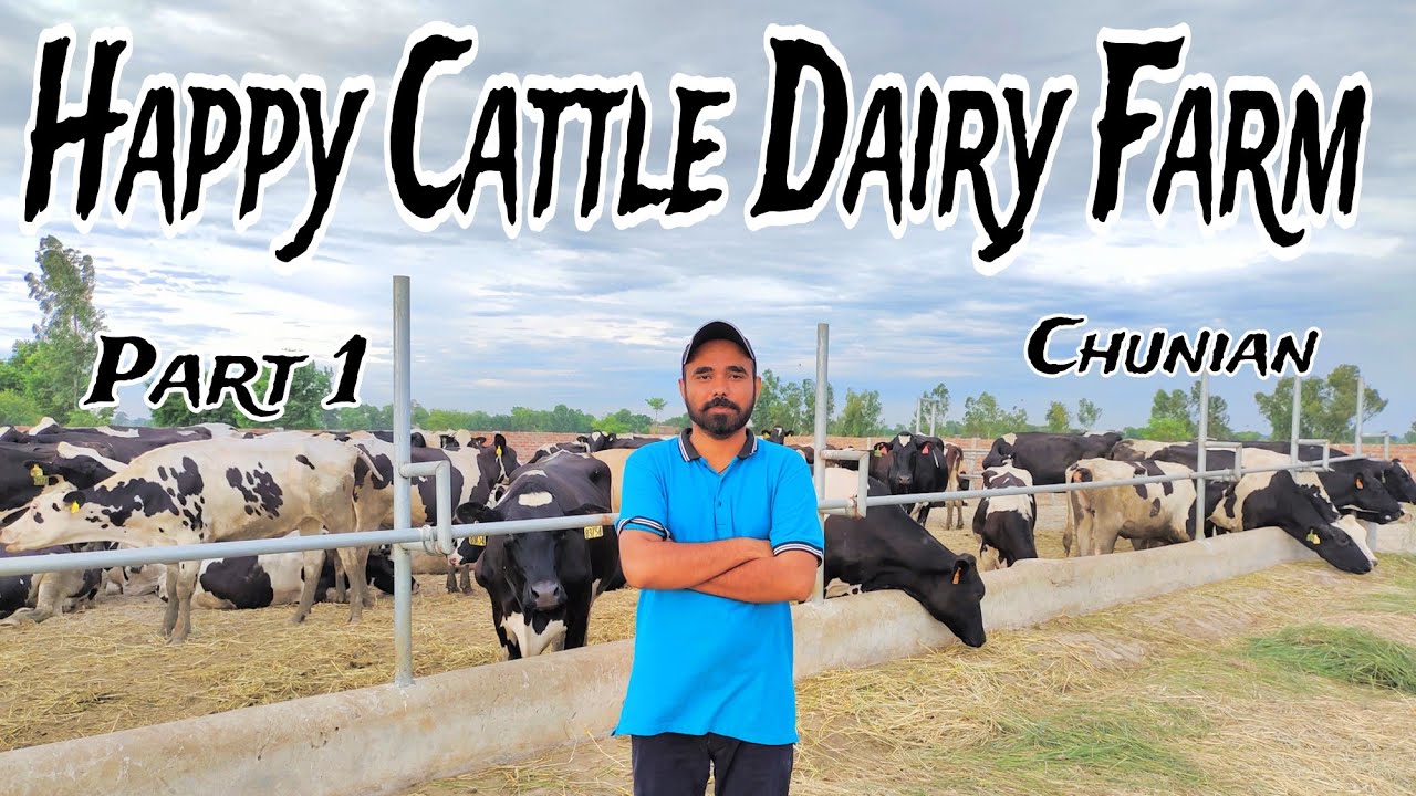 Happy Cattle Dairy Farm // Chunian // Khawar Vlog - YouTube