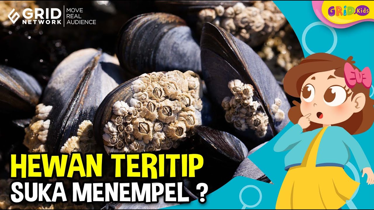 Fakta Menarik Teritip, Hewan Laut yang Suka Menempel - YouTube