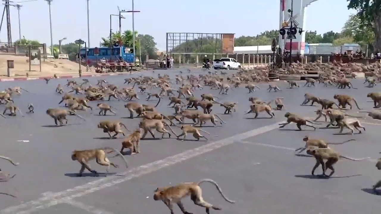 Social viral video monkeys fight over food during 2020 - YouTube