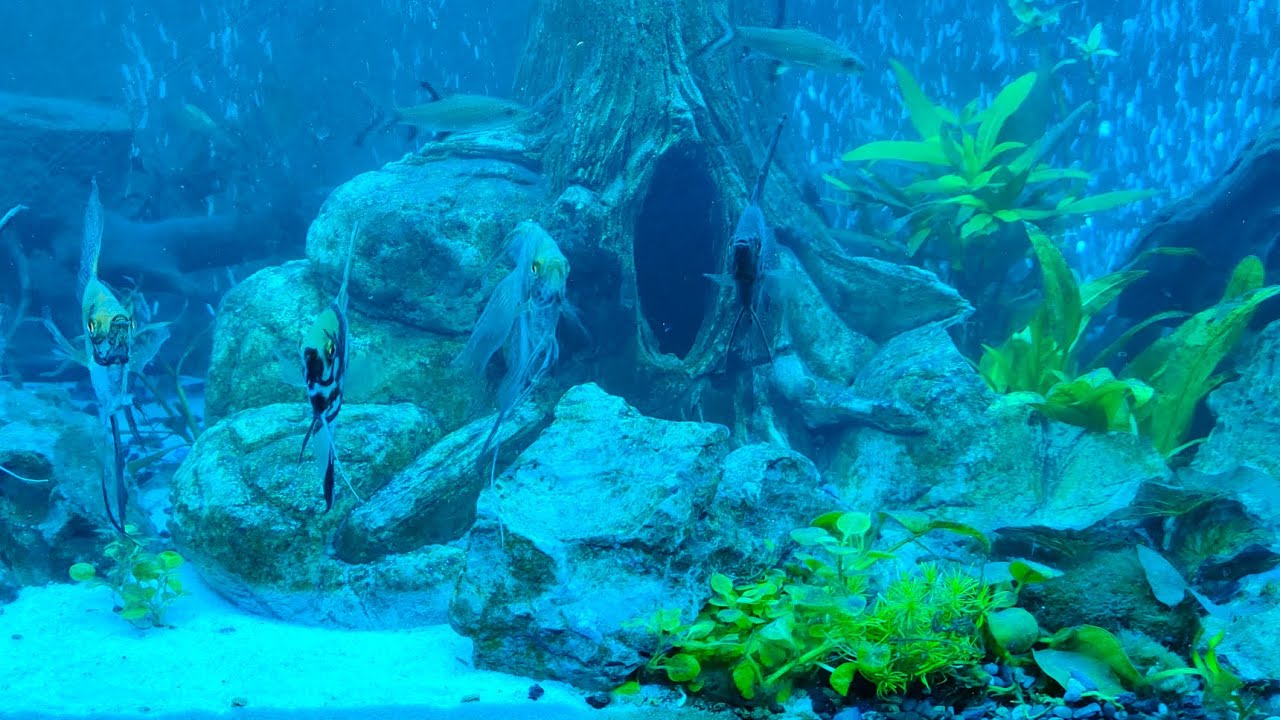 Aquarium Evolution in 2k22 @TankViadrus | Ewolucja w akwarium. #shorts ...