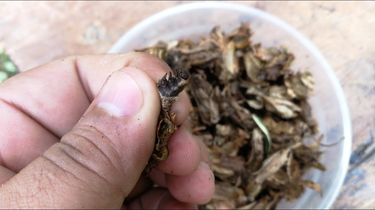 Mga Uod Kumalbo sa Halaman | Variegated African Talisay - YouTube