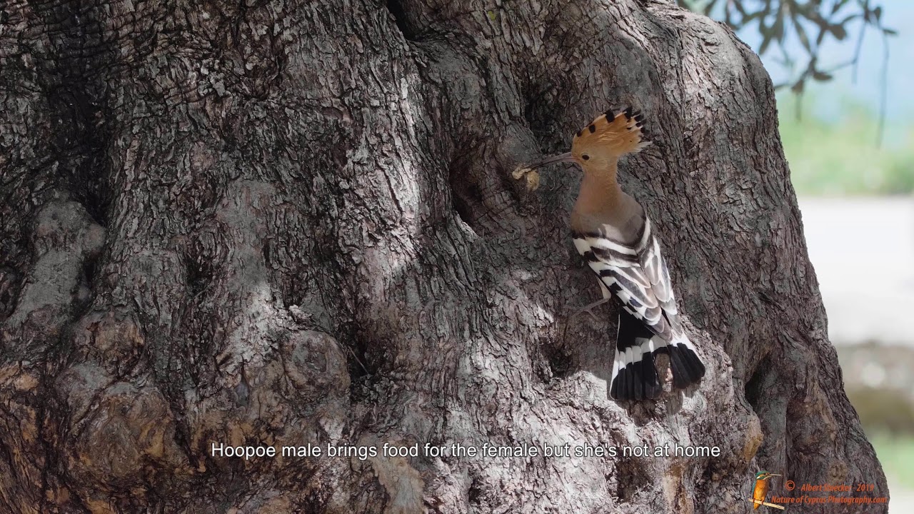 Wiedehopf - Hoopoe, 2019-04-24-1, Cyprus Migration Bird - YouTube