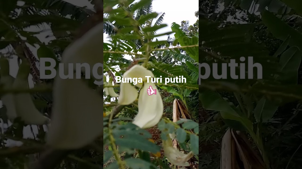Bunga Turi putih cantik 👍 - YouTube