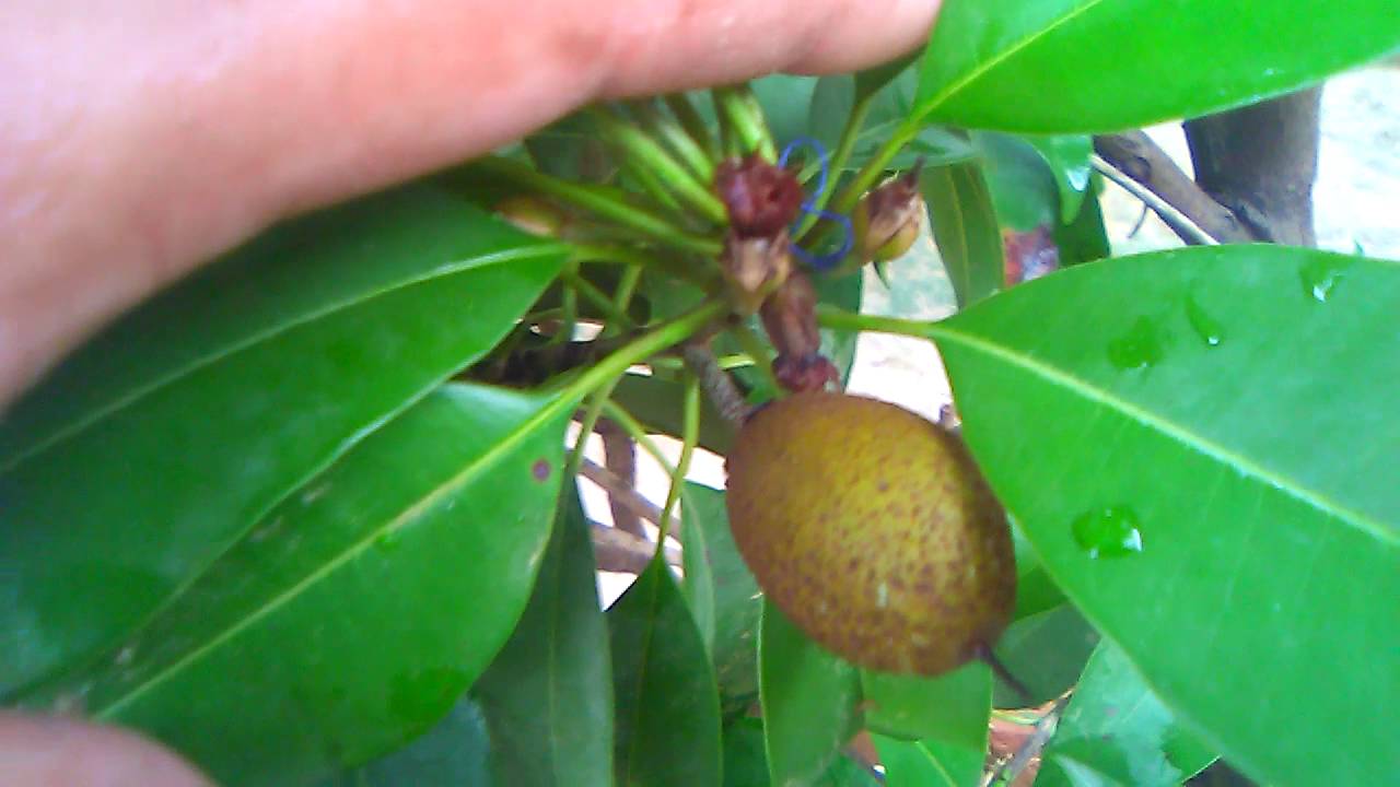 17 Chiku tree in my garden - YouTube