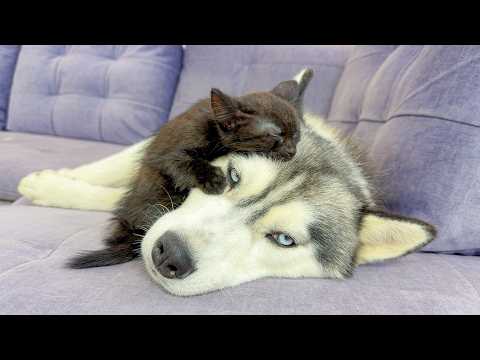 Tiny Black Kitten Refuses to Sleep Without His Giant Husky!!