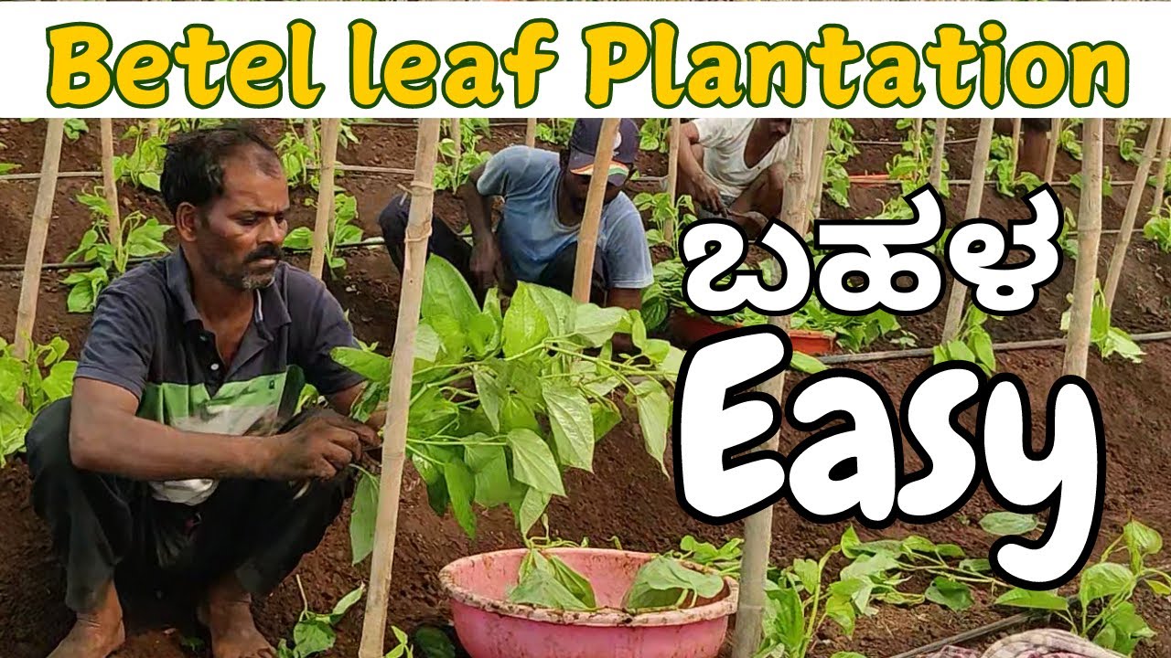 How to Plant Betel Leaf in Your Farm: Step-by-Step Guide #BetelLeaf # ...