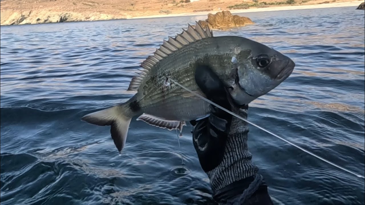 Shallow Spearfishing Greece Ρηχό Ψαροντουφεκο Ιούνιος 2024 !! - YouTube