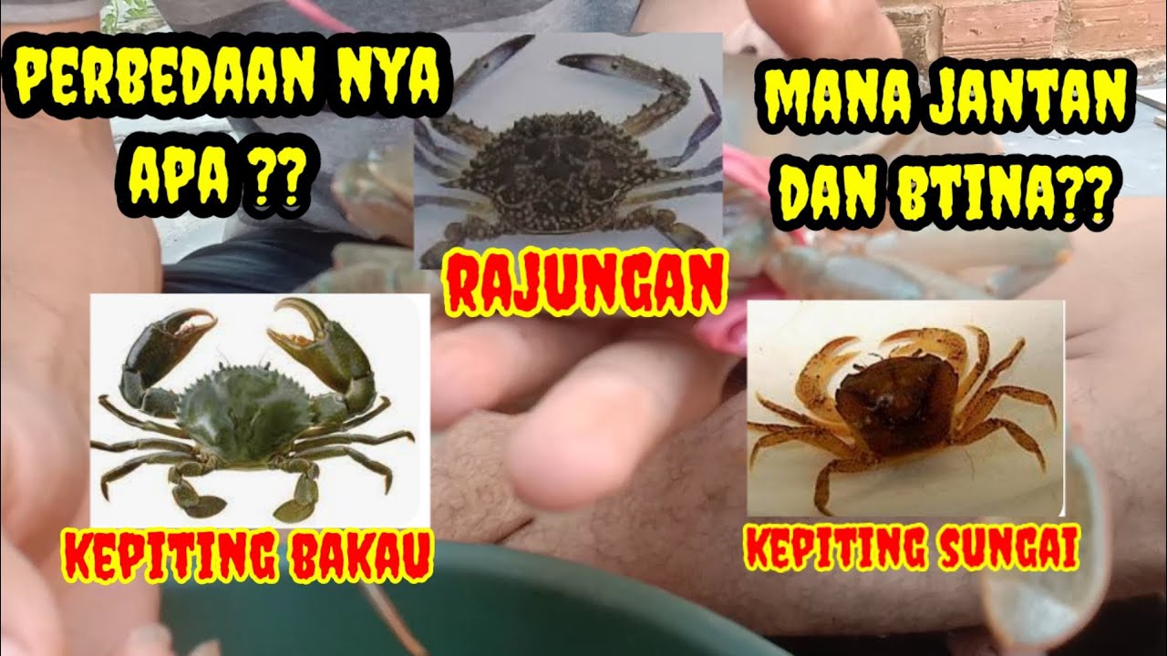 perbedaan kepiting bakau, kepiting sungai dan rajungan|| cara beda nya ...