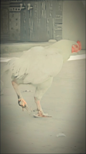 White Heera Aseel Rooster | Pure Blood Champion Line | Most Beautiful ...