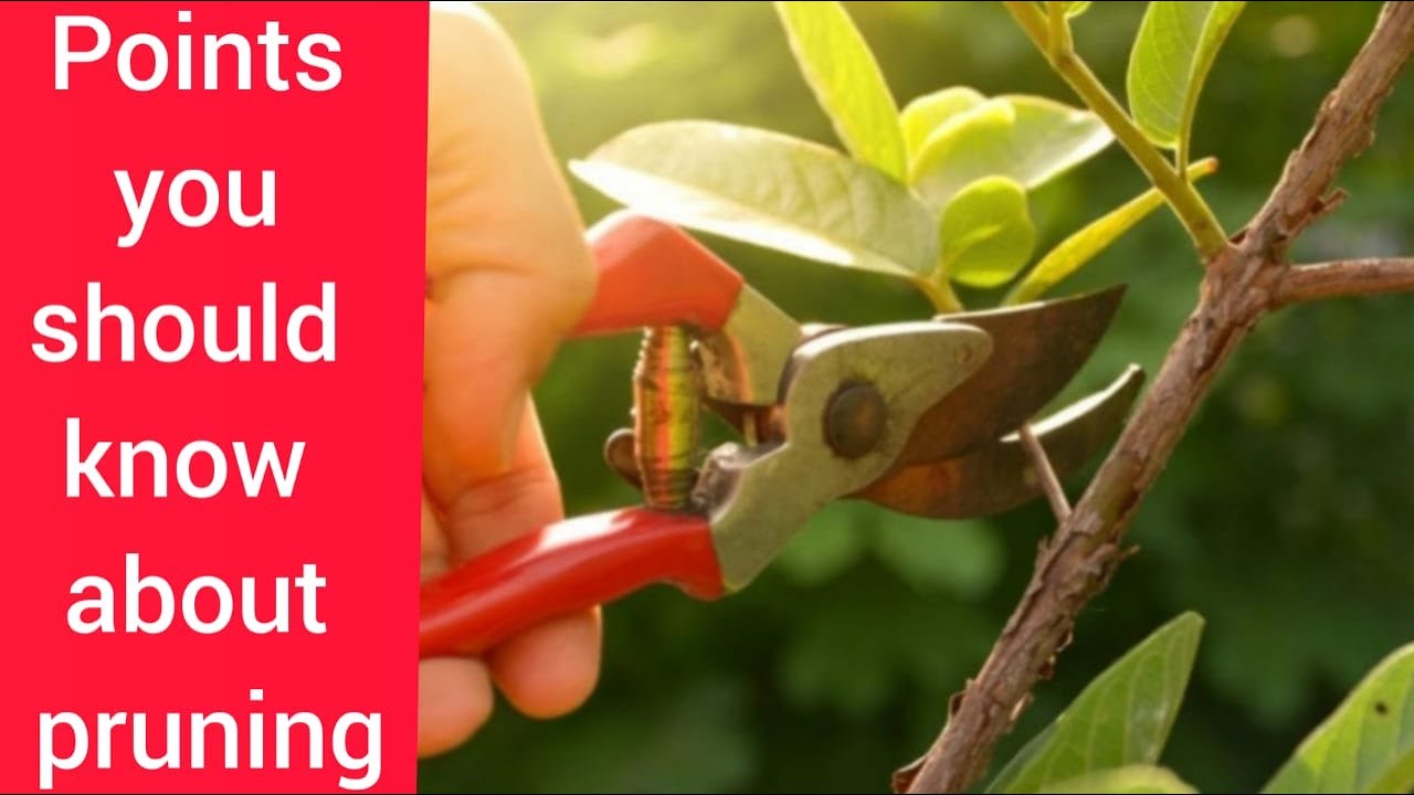 Why pruning is necessary | Types of pruning | How to do pruning ...