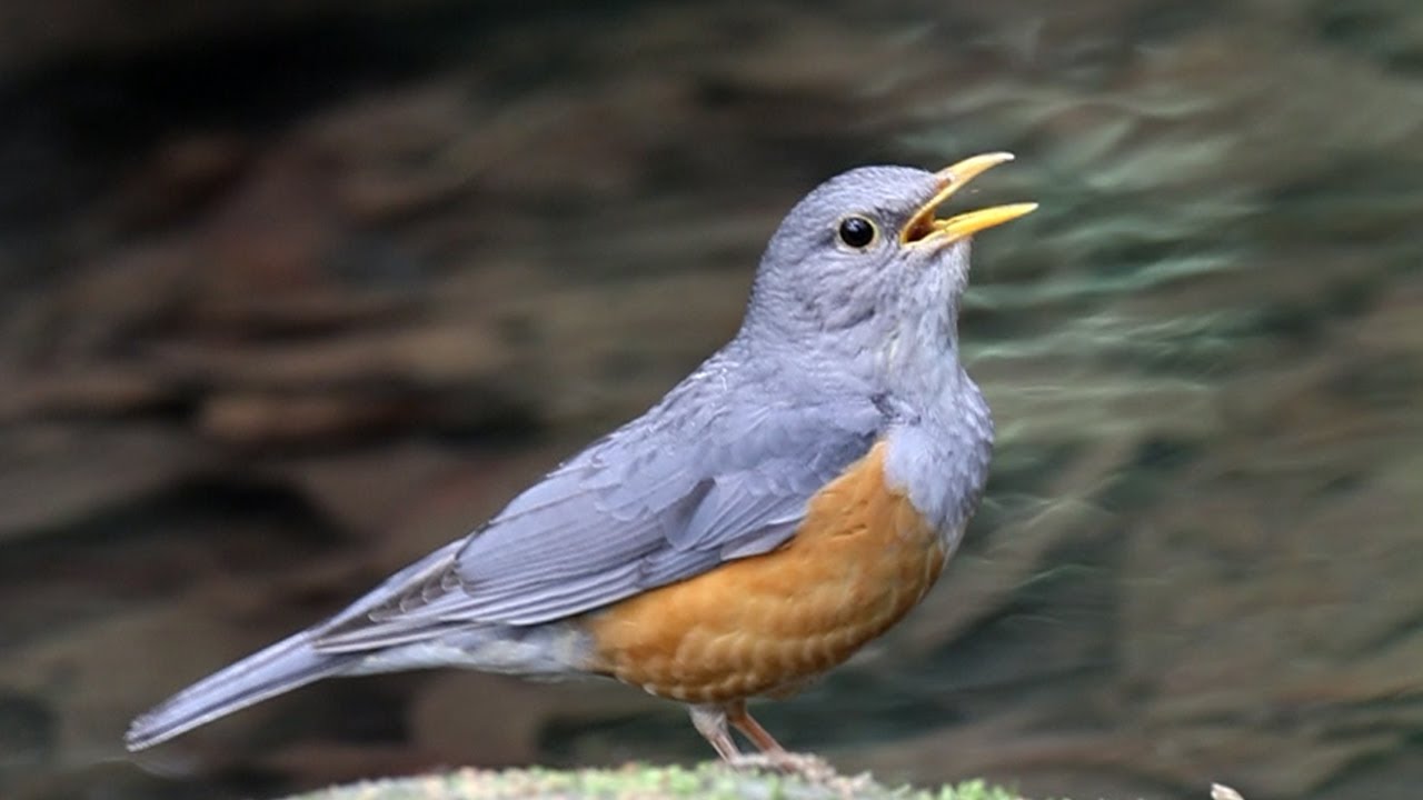 되지빠귀 울음소리, 계곡물소리 Grey-backed Thrush singing, Sound of water in the ...