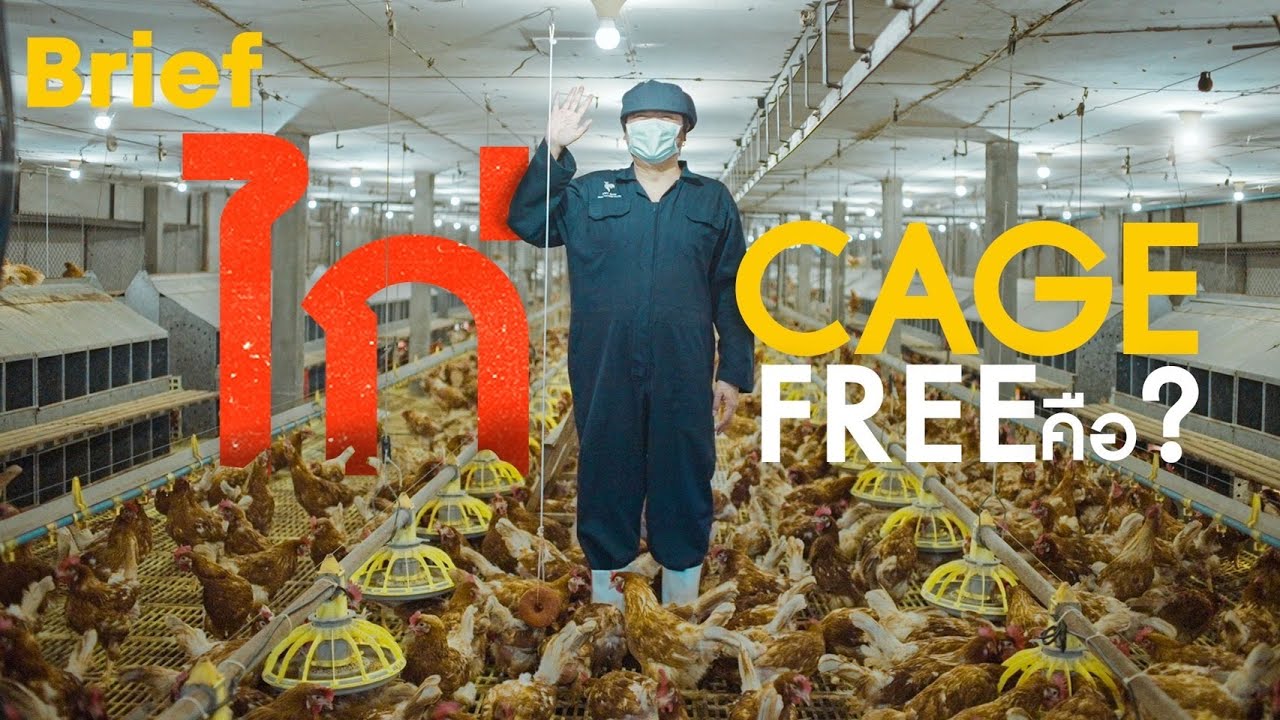 บุกฟาร์มไก่กับประสบการณ์เข้าโรงเลี้ยงแบบ cage free ครั้งแรก!!! - YouTube