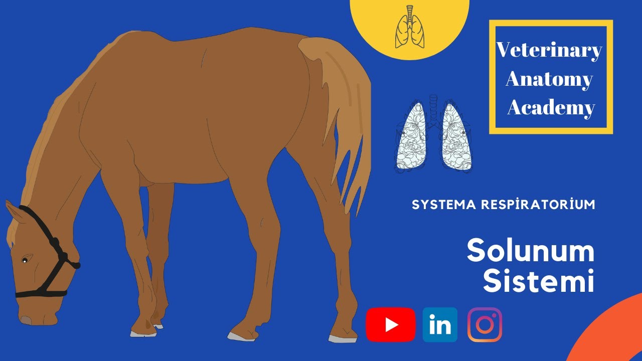 Solunum Sistemi (Systema Respiratorium) - YouTube
