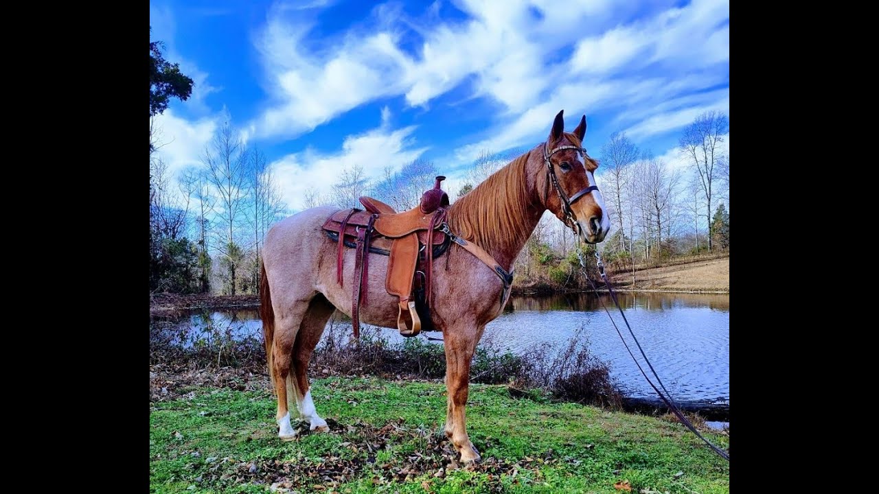 Red Roan Tennessee Walking Gaited Trail Horse For Sale - YouTube