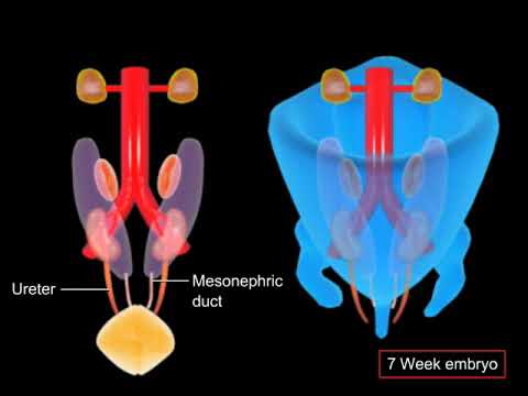 Development of Urinary System in Embryo (Ureters, Kidneys and Nephron ...