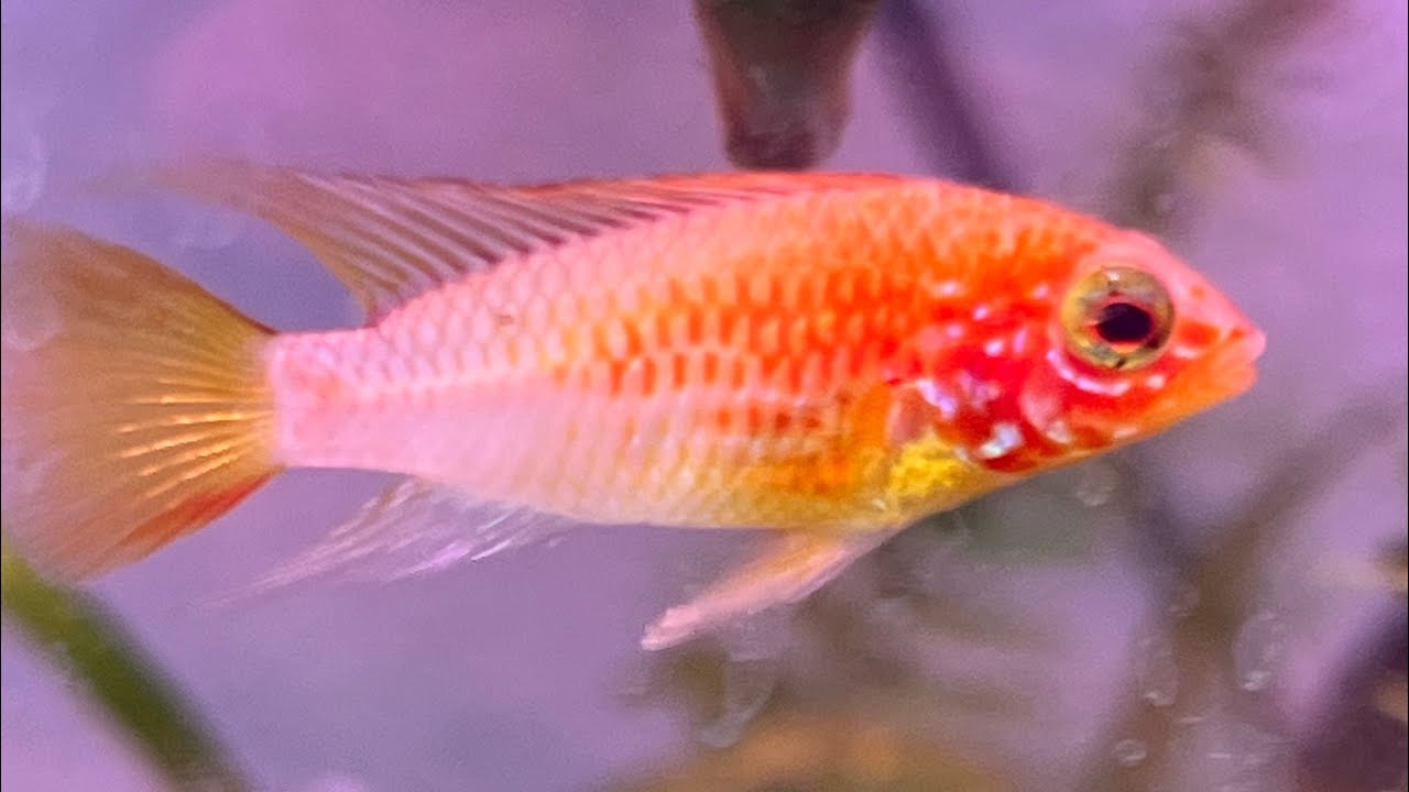 UNBOXING Apistogramma Macmasteri gold pair! My first apistos! - YouTube