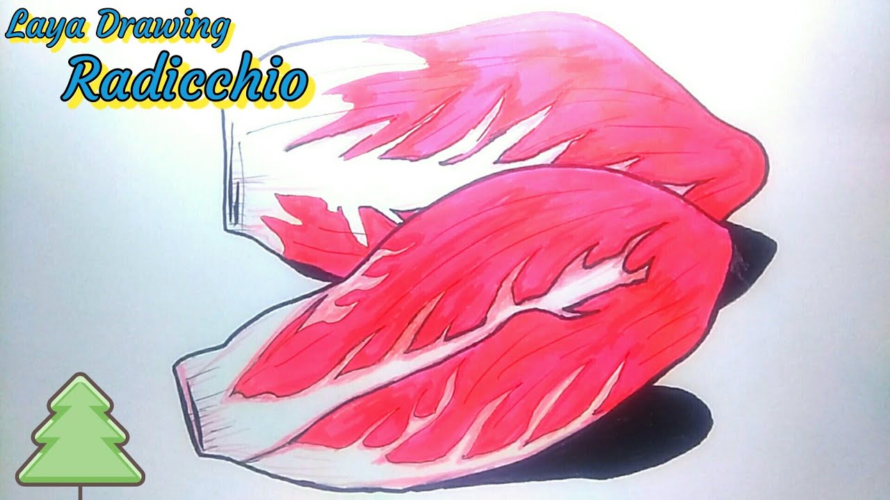 how to draw radicchio - dibujo de achicoria - YouTube
