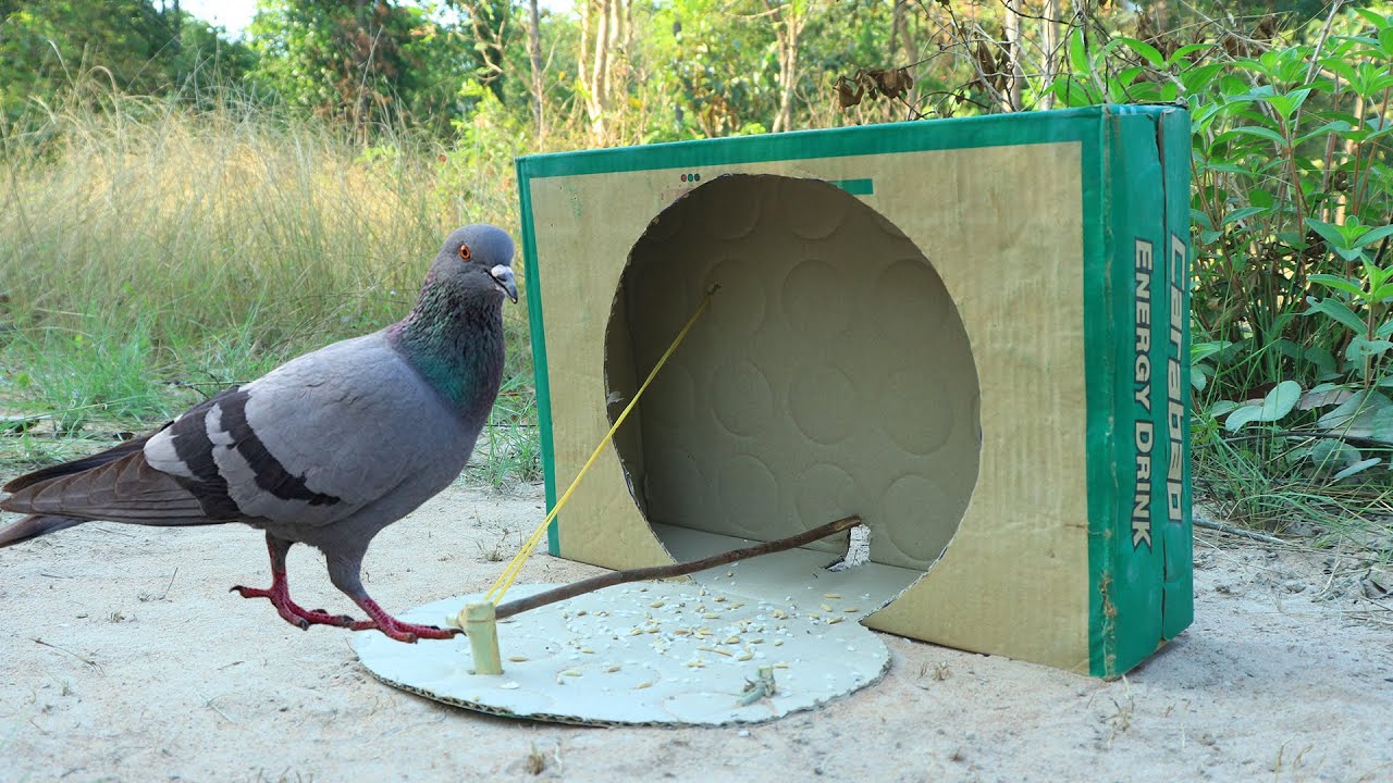 Best Method Quick Pigeon Trap Make From CARABAO Box - Unique Creative ...