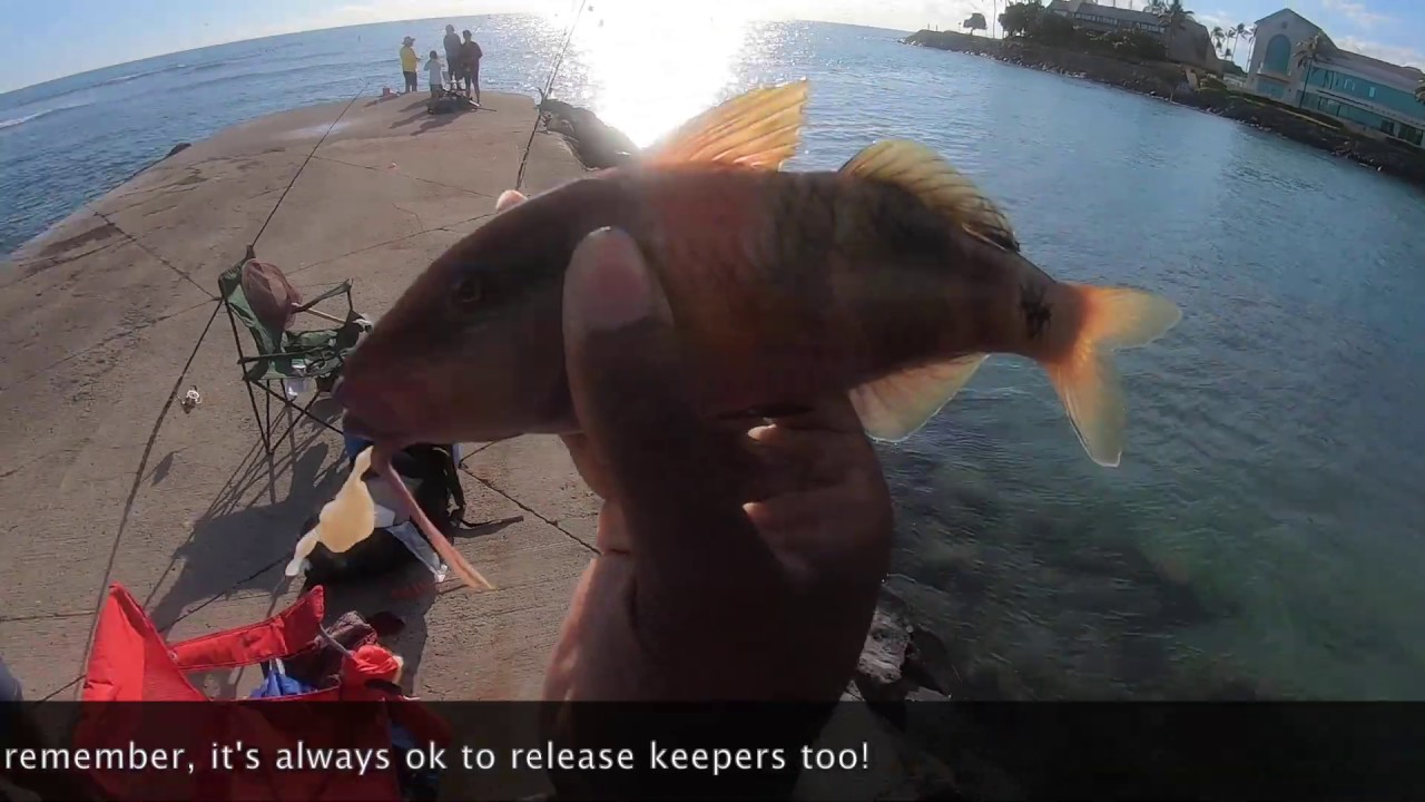 A Honolulu Fishing Session, Couples Edition Catching Beautiful Hawaiian ...