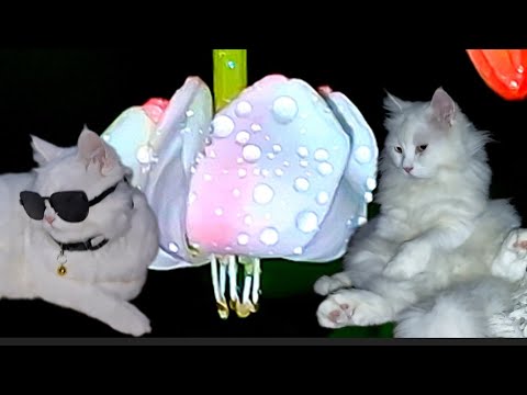 Grace the Cat gave me a surprise??#MDBC - YouTube