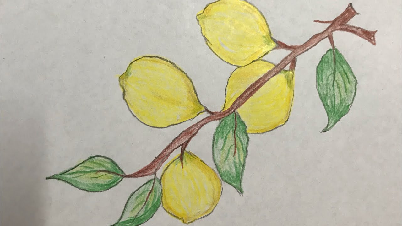 How to draw lemon/easy lemon drawing for kids - YouTube