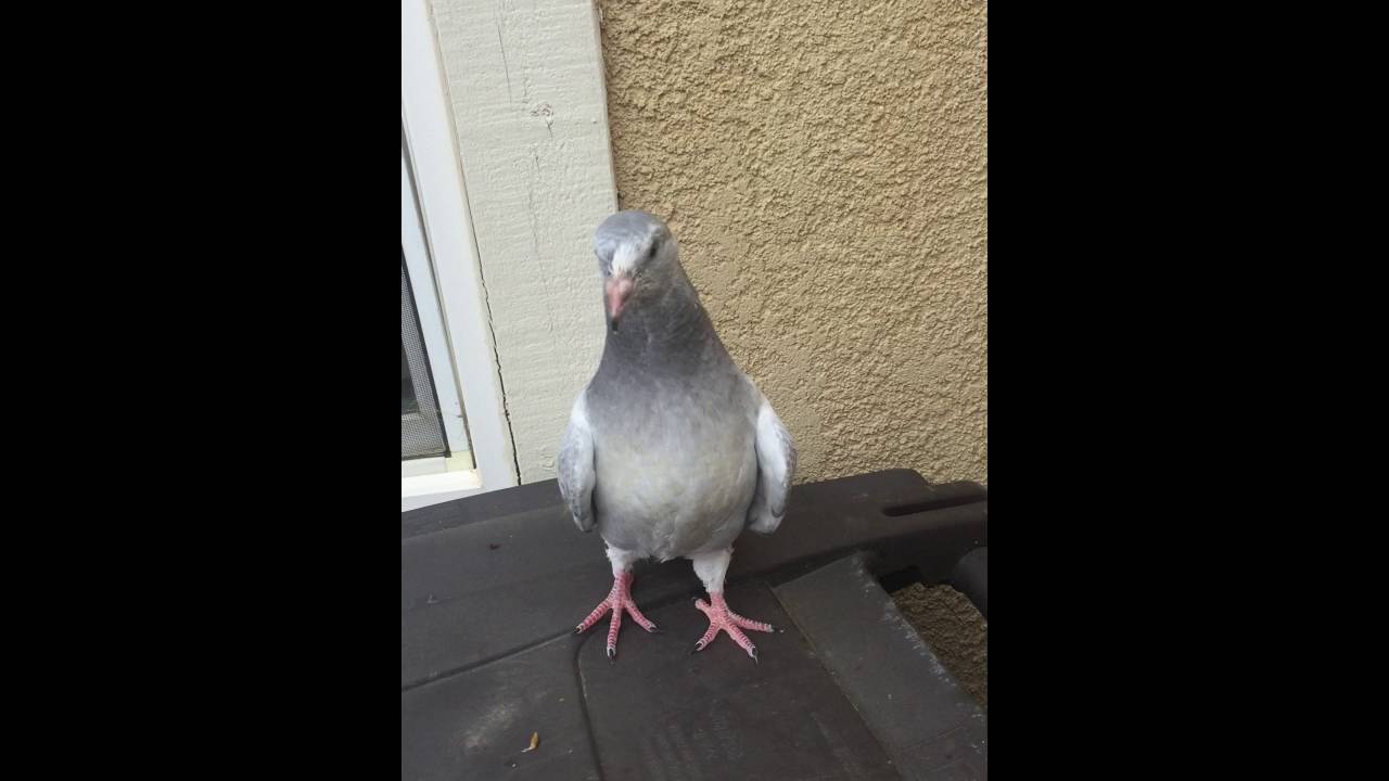 Afghan pigeon San Jose - YouTube