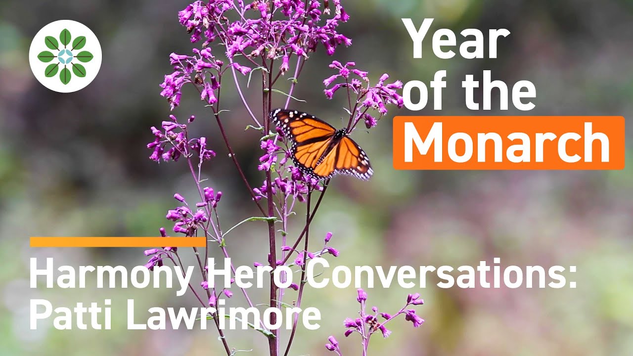 Monarch Butterflies Need Help and this High School Teacher is their ...