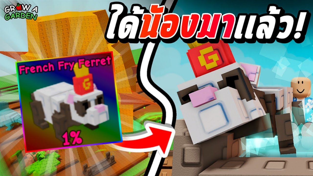 ได้น้อง French Fry Ferret มาแล้ว! Grow a Garden | พร้อมมาปลูกต้น ...