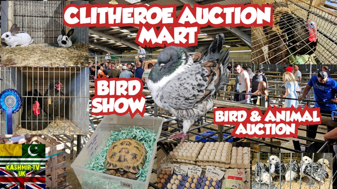 Clitheroe Auction Mart | Bird Show | Bird Show 2024 | Parrots | Birds ...