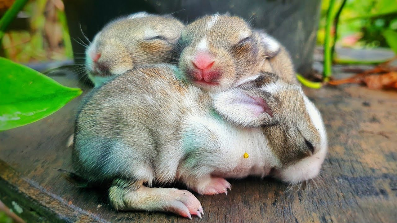 Baby bunnies learn to walk/ Day8 for coming to the world/ Cute bunny 🐰 ...