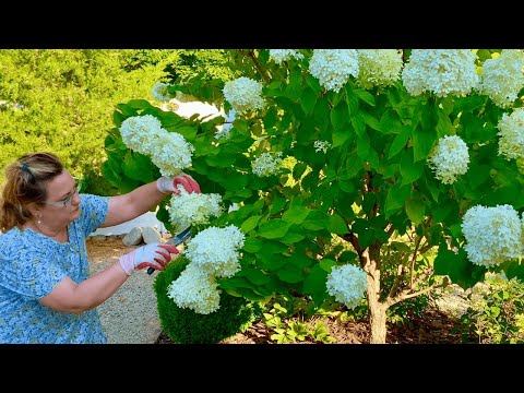 Why Is My Hydrangea Tree Drooping