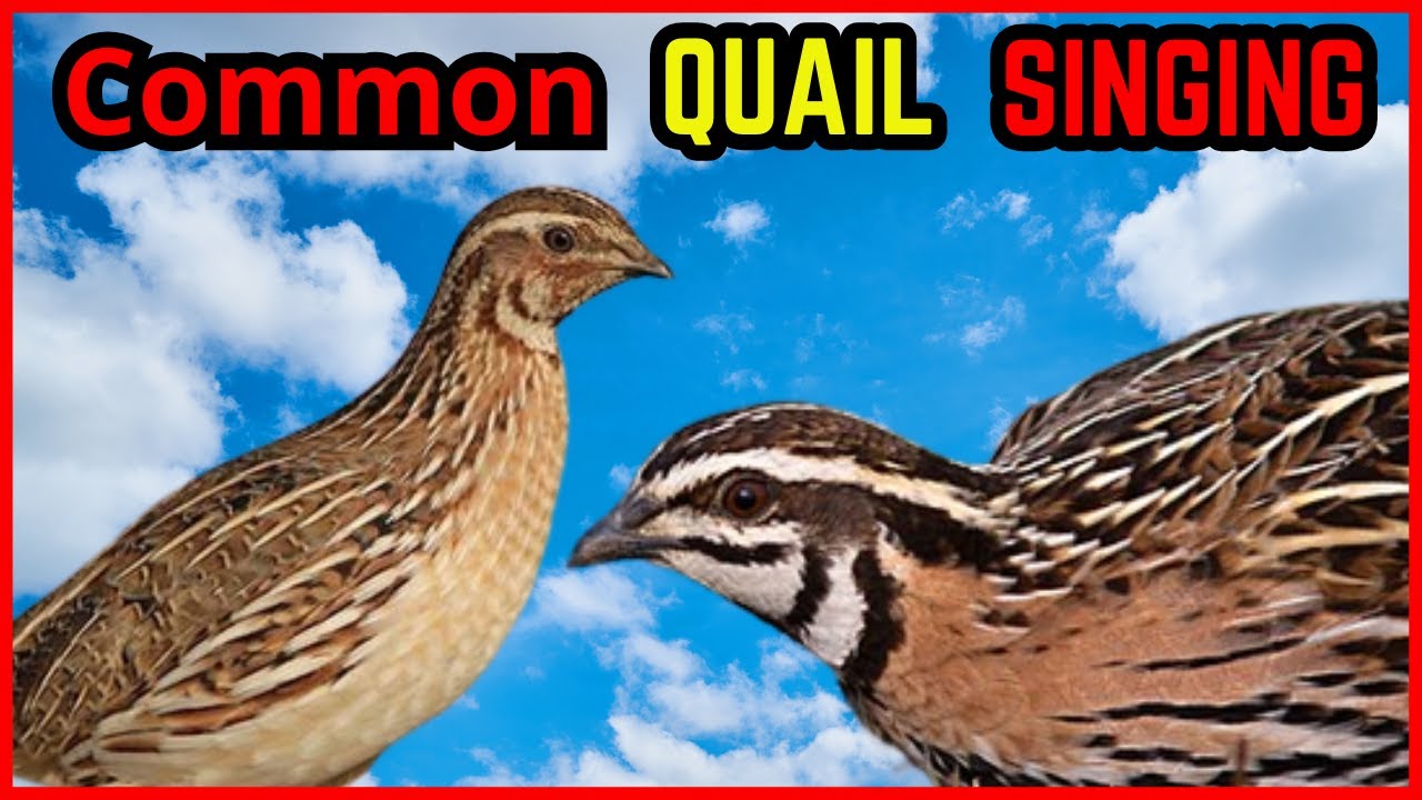 🦜 BIRD SOUNDS Common quail singing 🦜 Common quail - YouTube