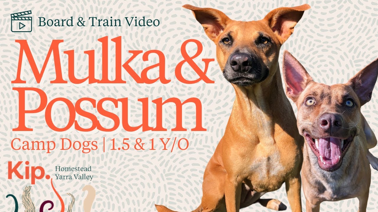 Mulka & Possum Training Video - YouTube