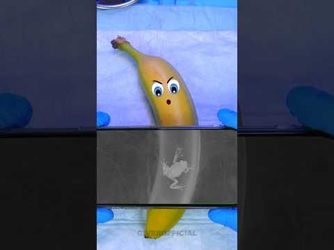Banana swallowed a frog Emergency fruit surgery #shorts