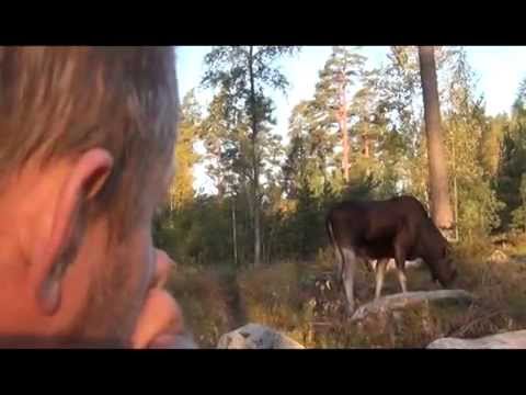 Moose are familiar in Finland - YouTube