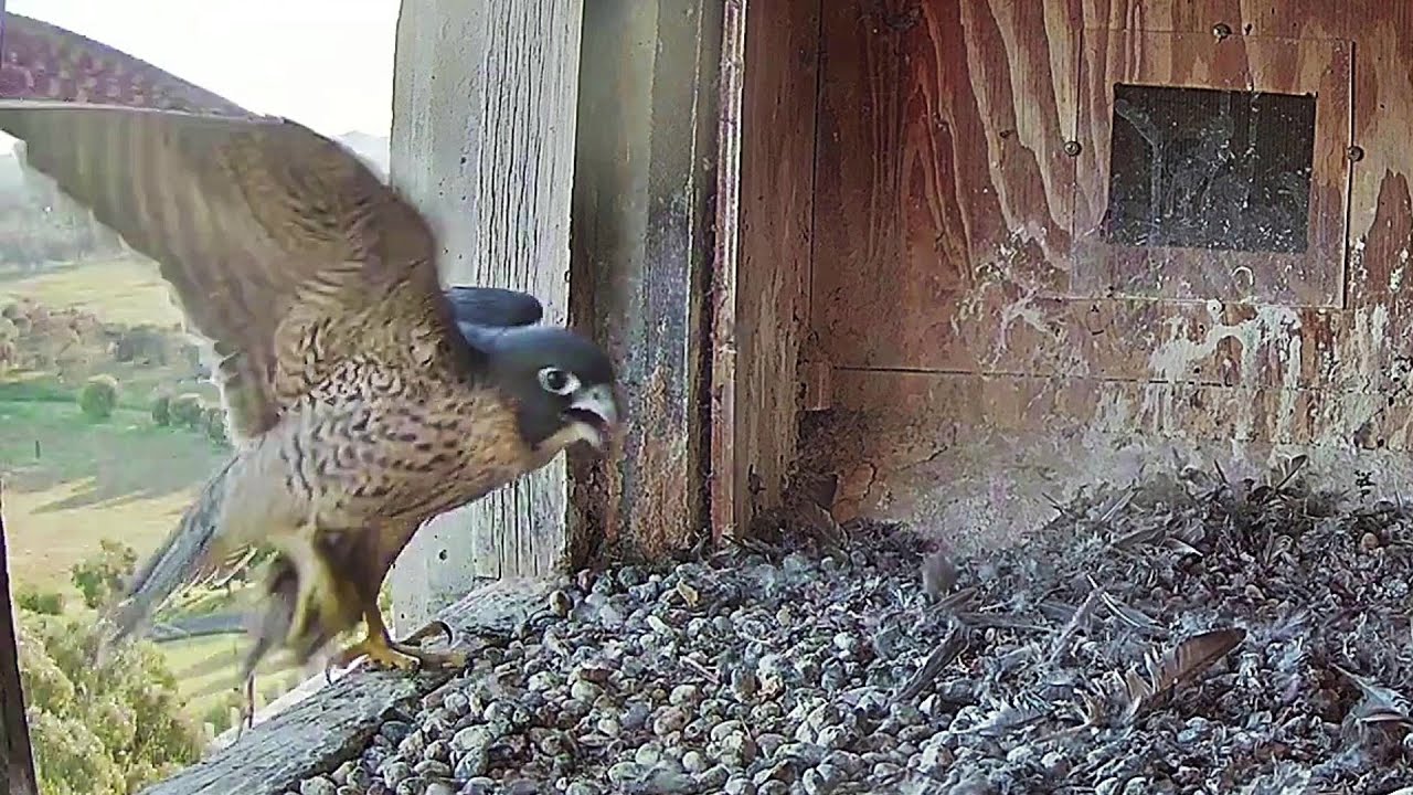 FalconCam Project~😎Indigo came in with Prey! 3 Falcons visible on Tower ...
