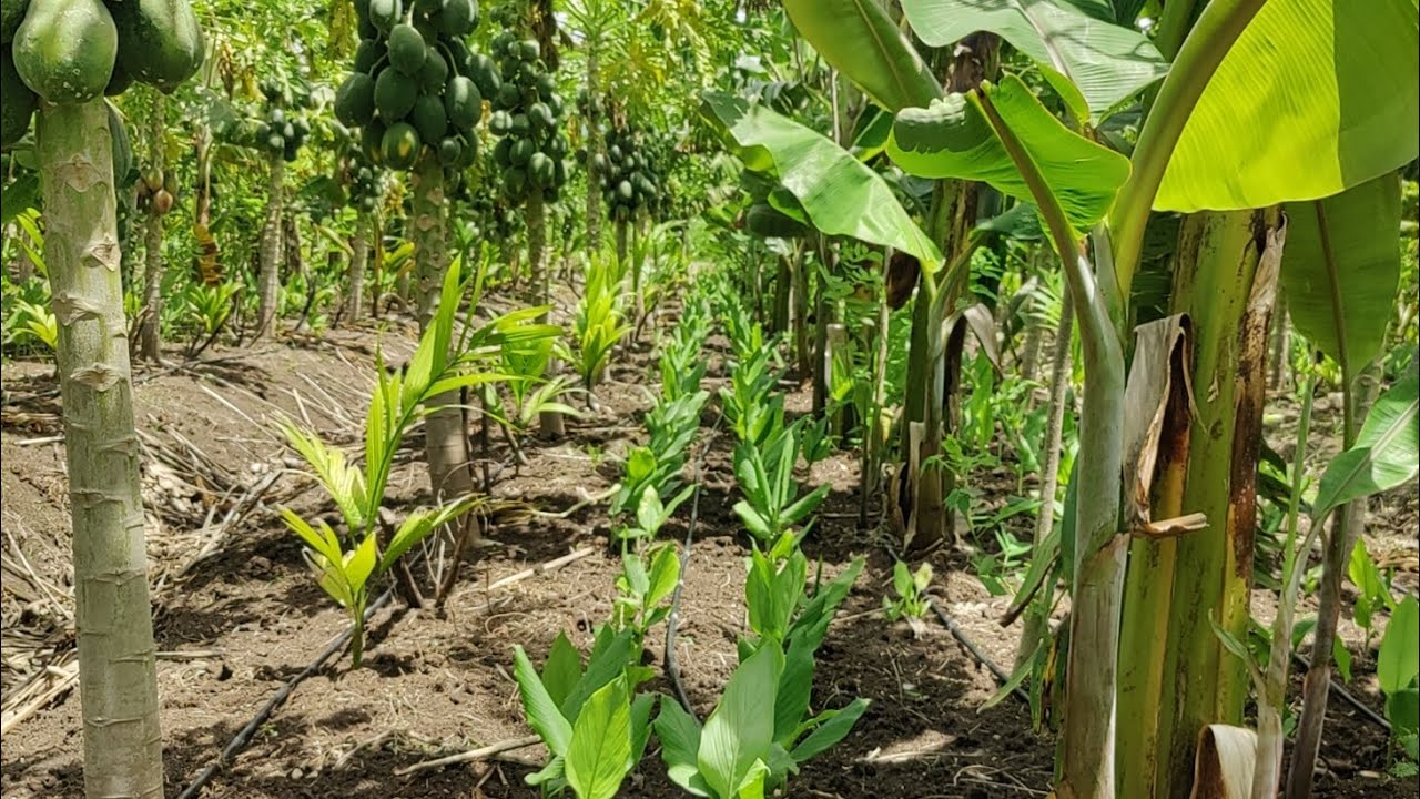 subash palekar 5 layer farming | natural farming - YouTube