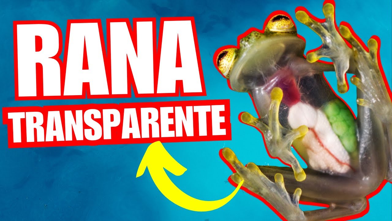 💥LA RANA DE CRISTAL 2024: Animal Transparente - Datos Curiosos y ...