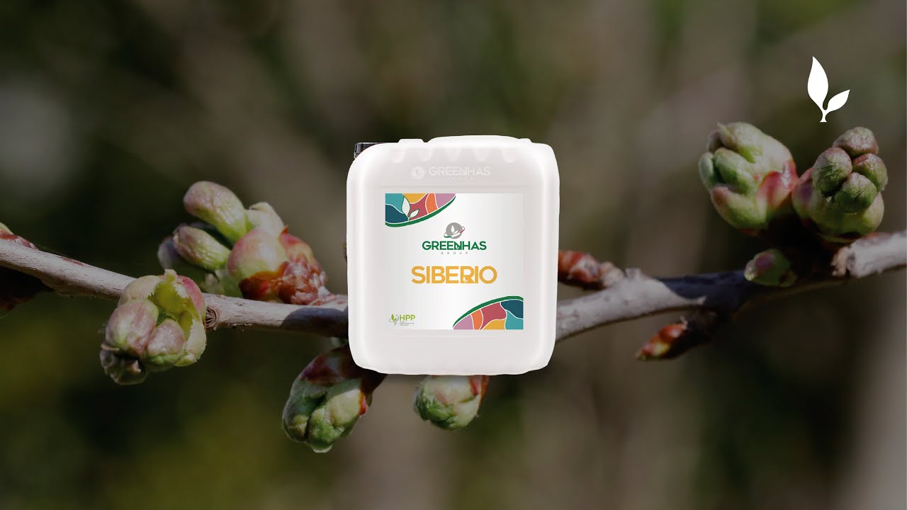 SIBERIO - vídeo institucional producido - YouTube
