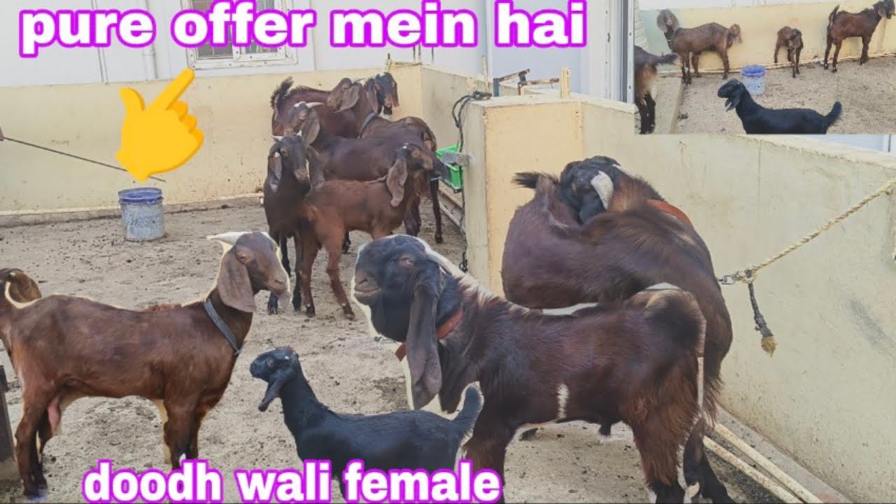Pure chance ke Bakriya Ajmera ke Hyderabadi breeder male available - YouTube