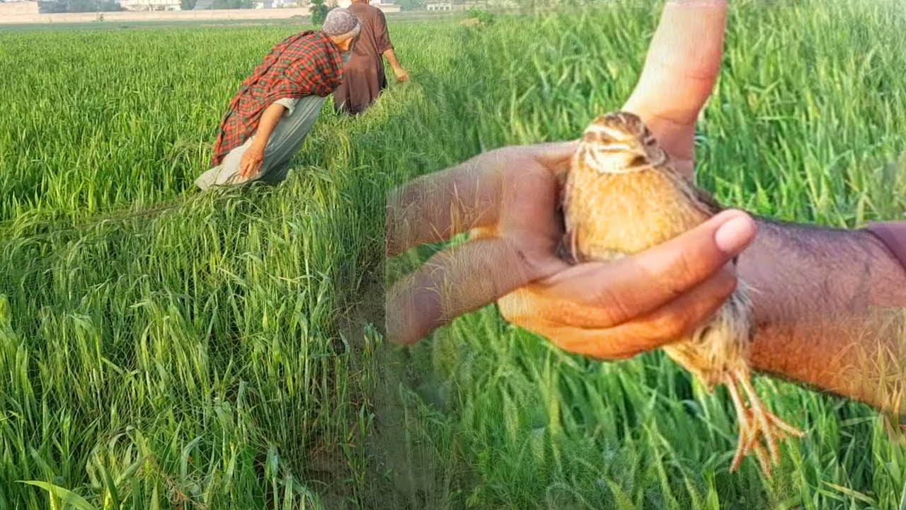 quail bird hunting with two tools | how to catch birds | Ep 104 - YouTube